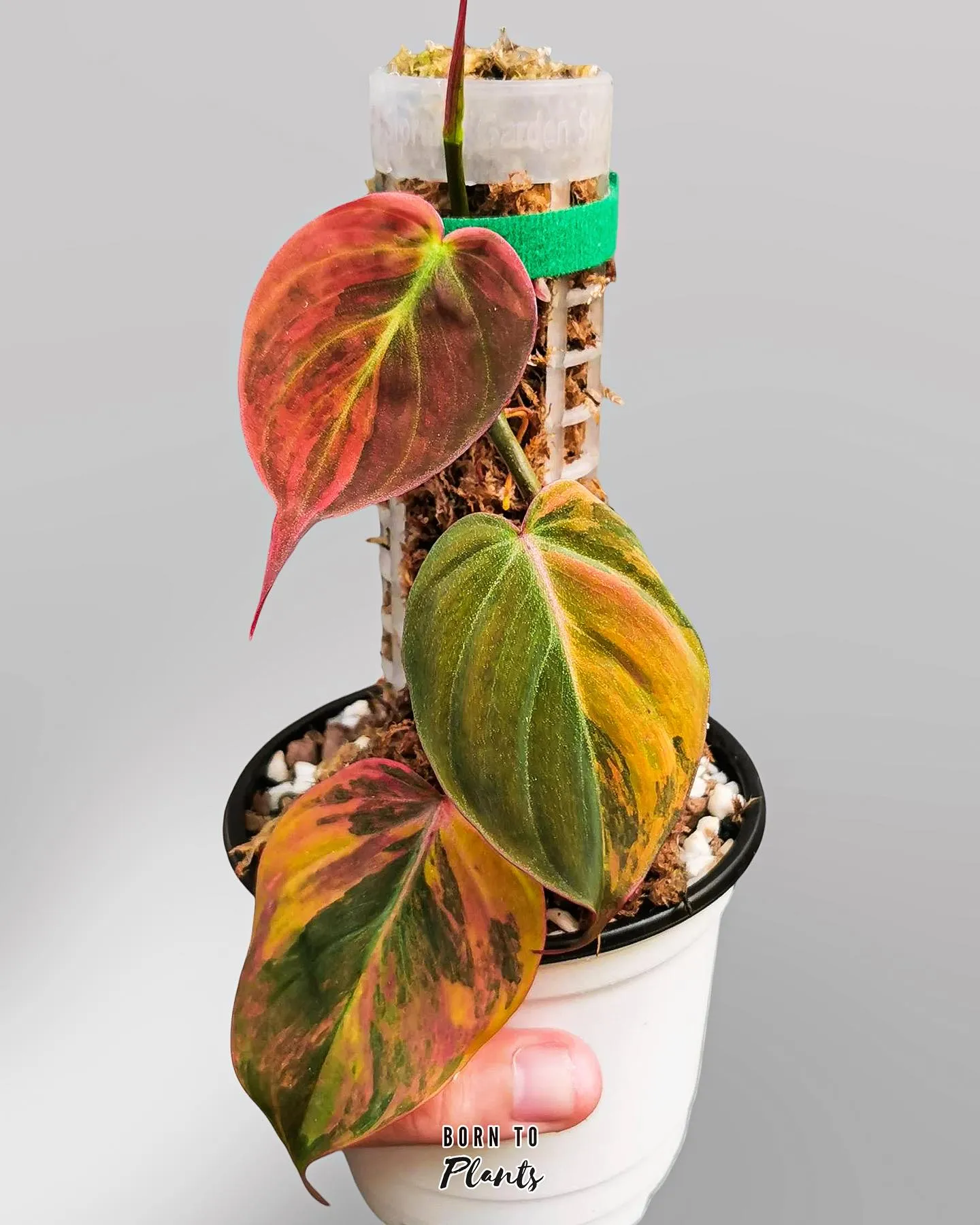 Philodendron Micans Variegated: Ultimate Indoor Plant Care