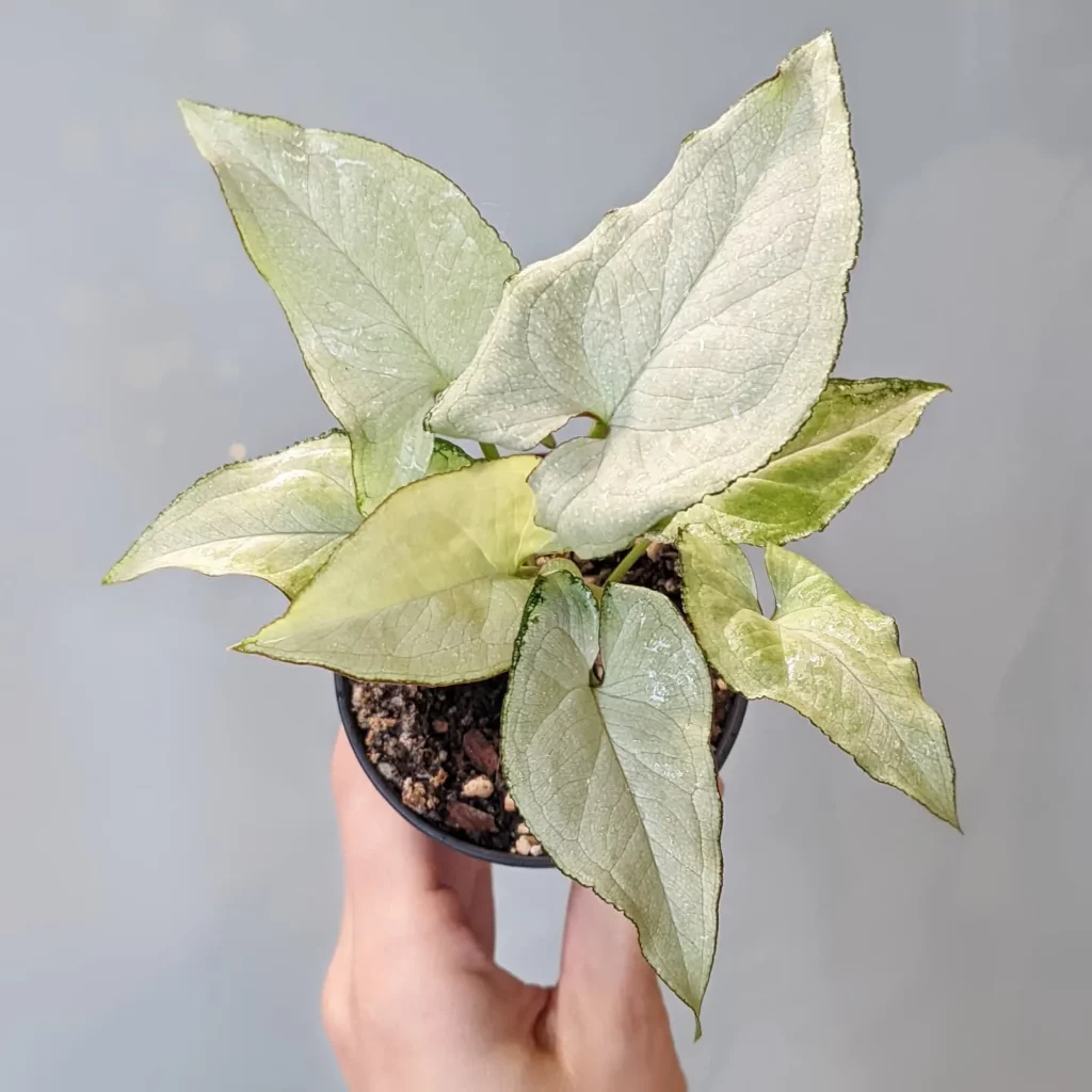 Shaping Syngonium: Expert Tips For Healthy, Attractive Plants