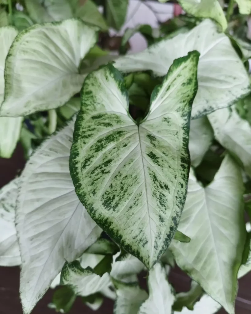 Syngonium Holly M: Growing Arrowhead Vine Indoors Guide