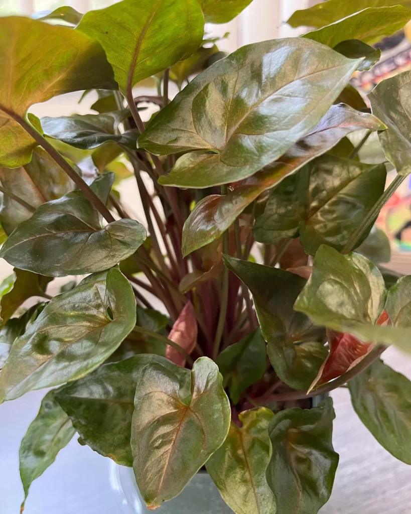 Syngonium Maria Allusion: Arrowhead Vine Care Guide