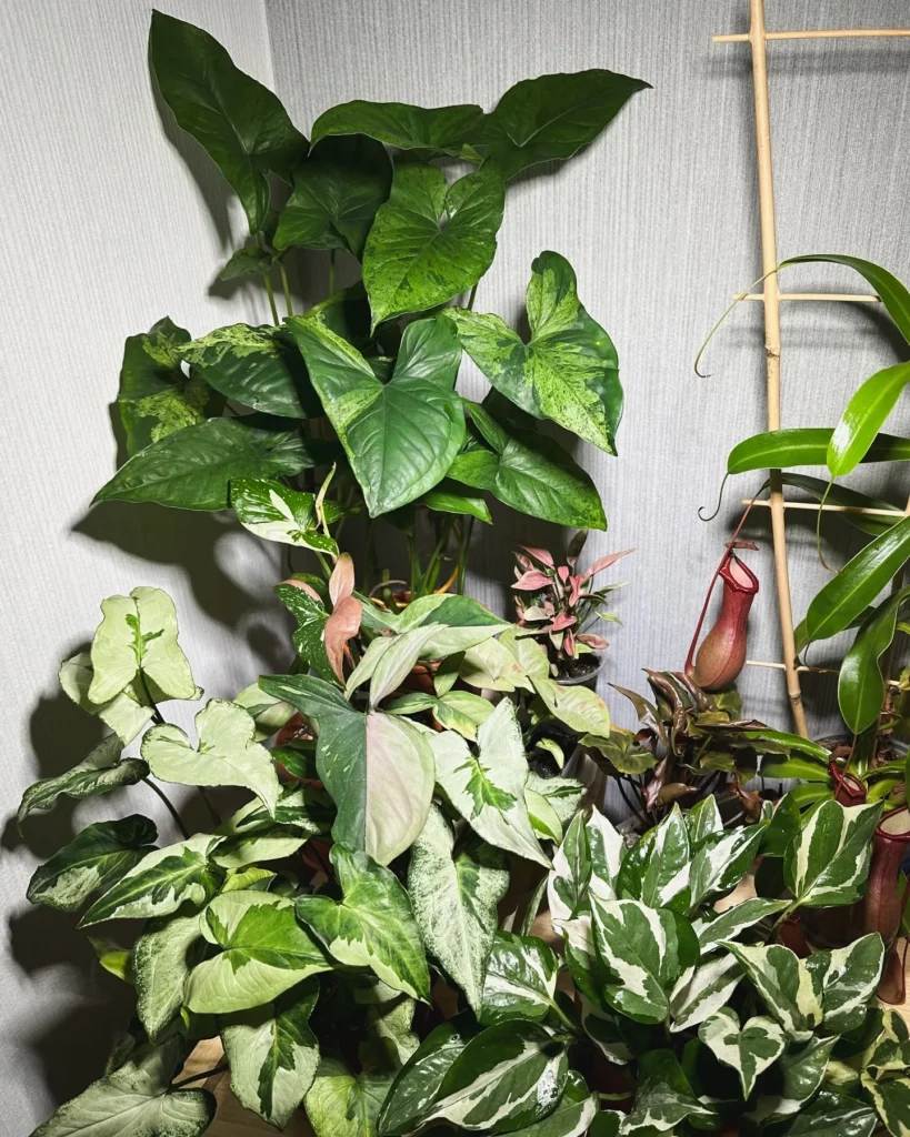 Syngonium Maria Allusion: Arrowhead Vine Care Guide