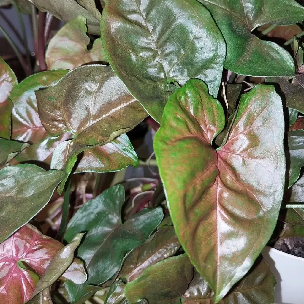 Syngonium Maria Allusion: Arrowhead Vine Care Guide