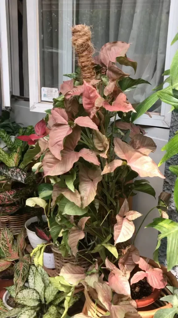 Syngonium Maria Allusion: Arrowhead Vine Care Guide