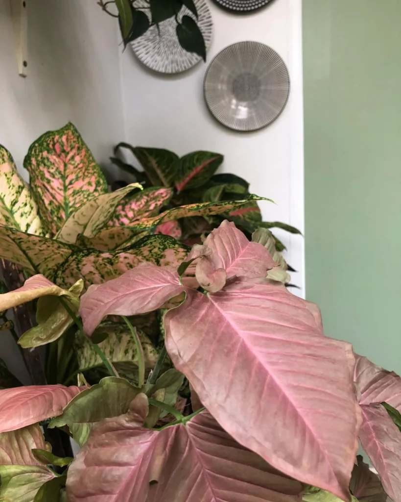 Syngonium Maria Allusion: Arrowhead Vine Care Guide