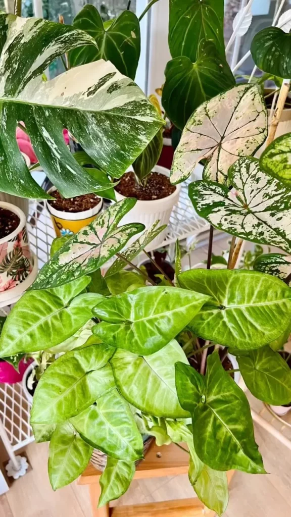 Syngonium Care: Maria Allusion Arrowhead Vine Growing Tips