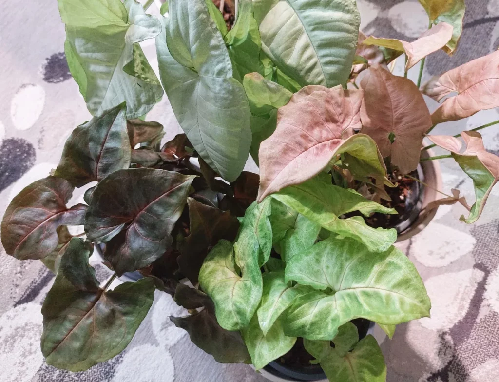 Syngonium Maria Allusion: Arrowhead Vine Care Guide