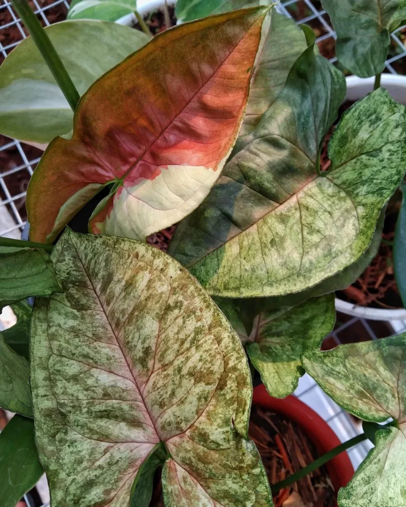 Syngonium Maria Allusion: Arrowhead Vine Care Guide