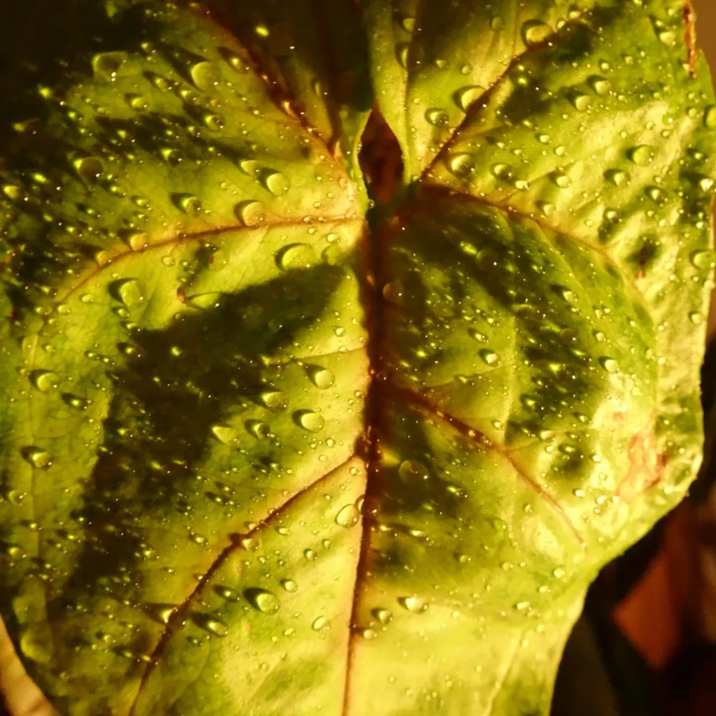 Syngonium Maria Allusion: Arrowhead Vine Care Guide