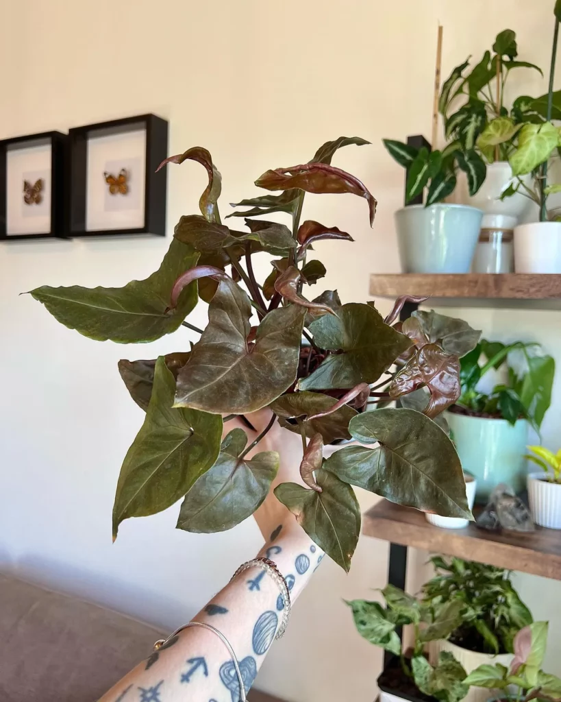 Syngonium Maria Allusion: Arrowhead Vine Care Guide