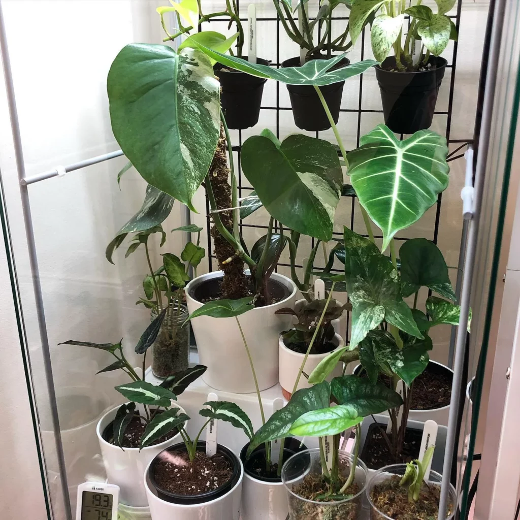 Syngonium Maria Allusion: Arrowhead Vine Care Guide