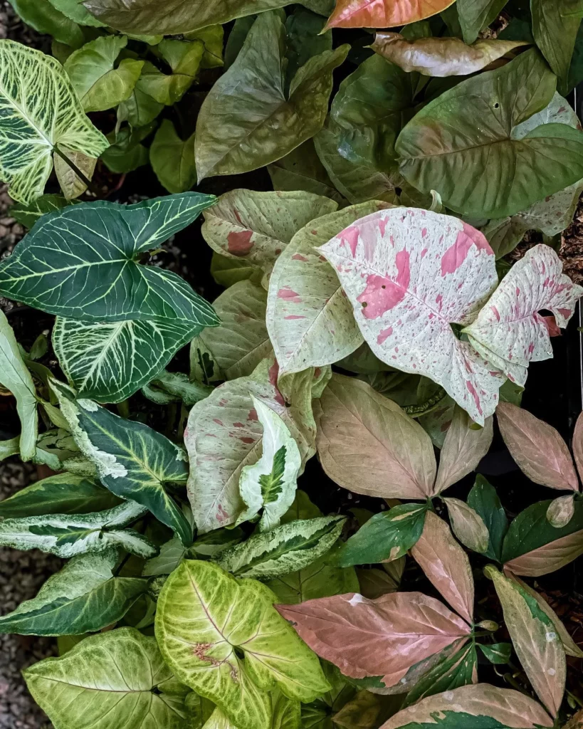 Syngonium Maria Allusion: Arrowhead Vine Care Guide