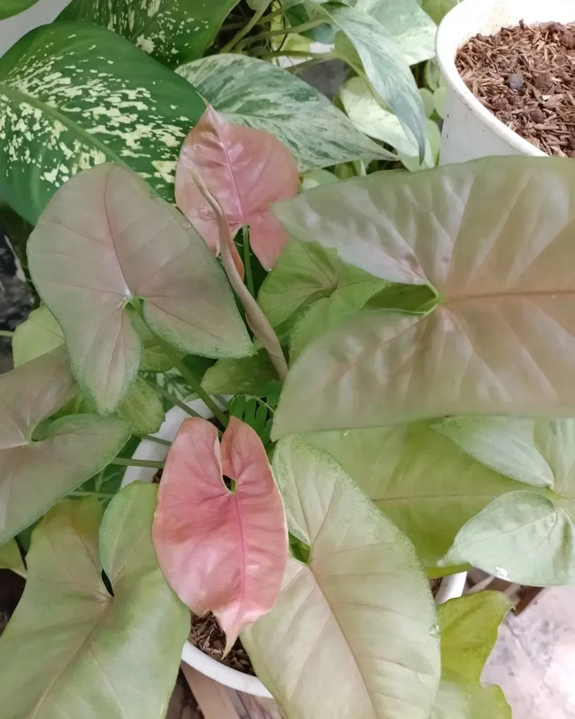 Syngonium Maria Allusion: Arrowhead Vine Care Guide