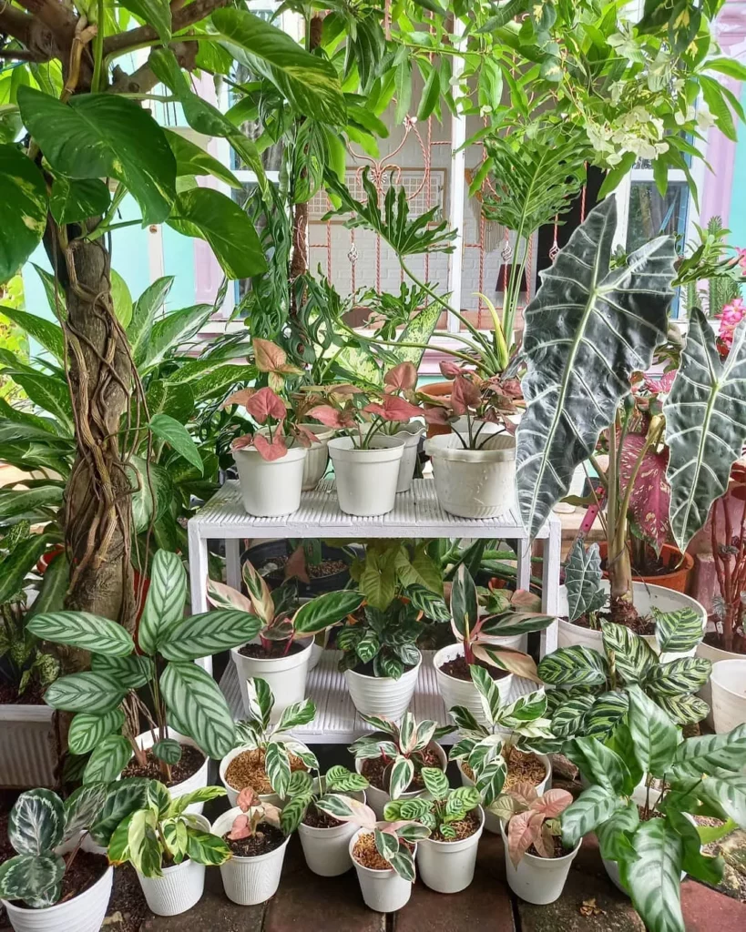 Syngonium Plant Climbing Guide: Achieving Vertical Growth Success