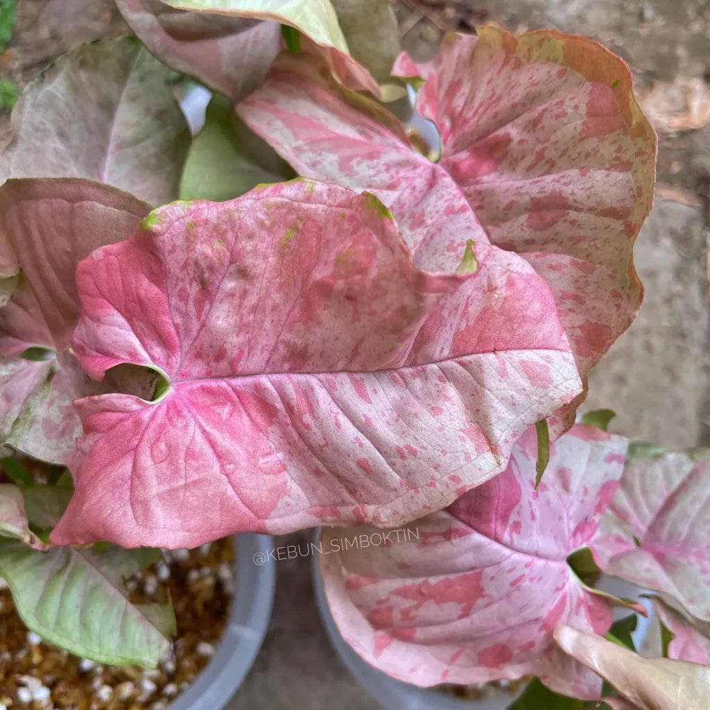 Shaping Syngonium: Expert Tips For Healthy, Attractive Plants