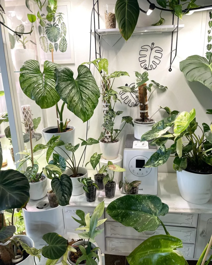 Syngonium Plant Climbing Guide: Achieving Vertical Growth Success