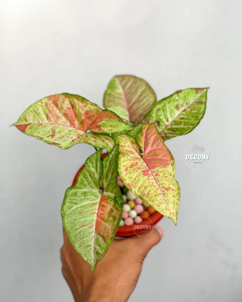 Syngonium Potting: Steps for Lush, Attractive Plant Growth