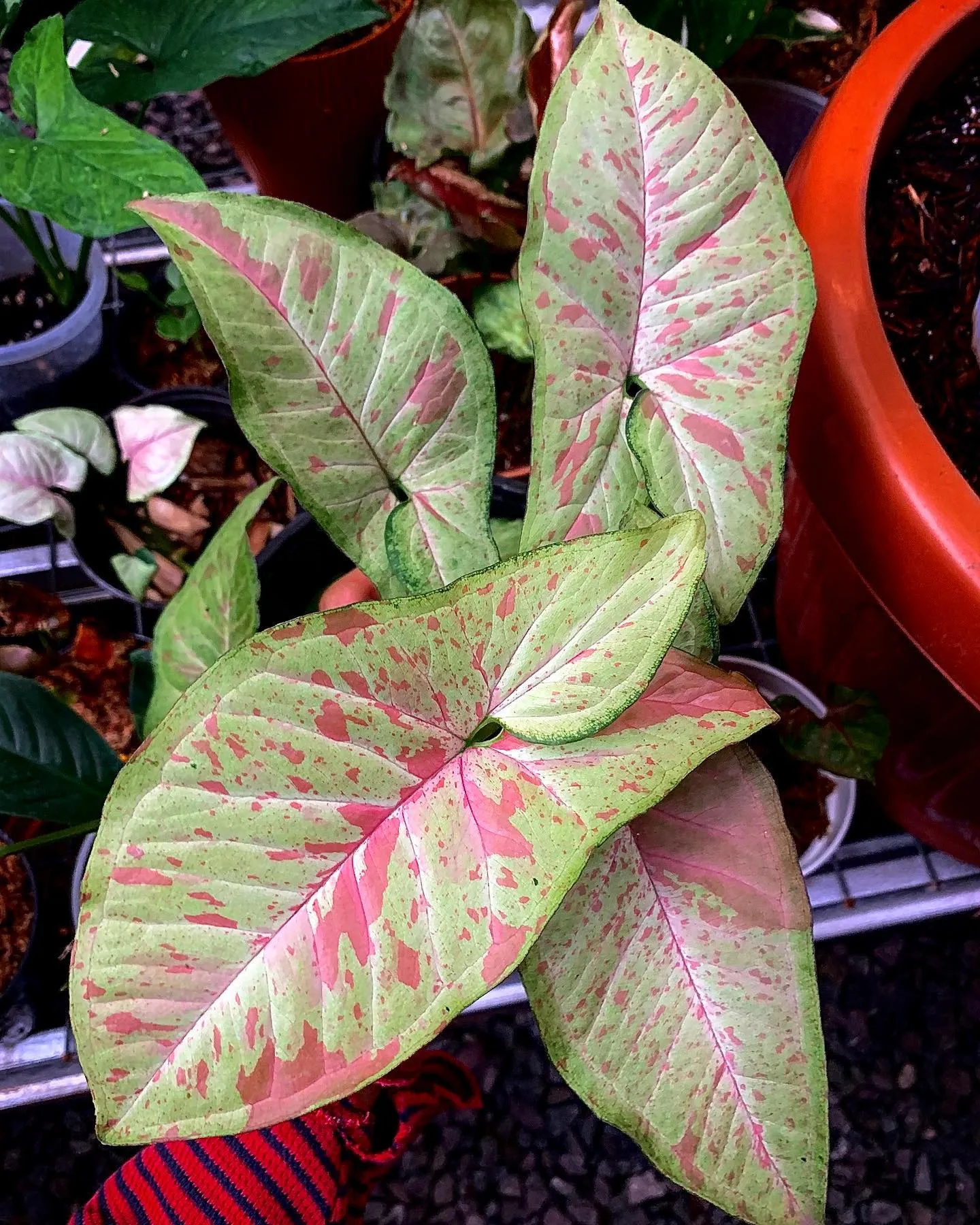 Syngonium 'Confetti': Advanced Care & Cultivation Guide