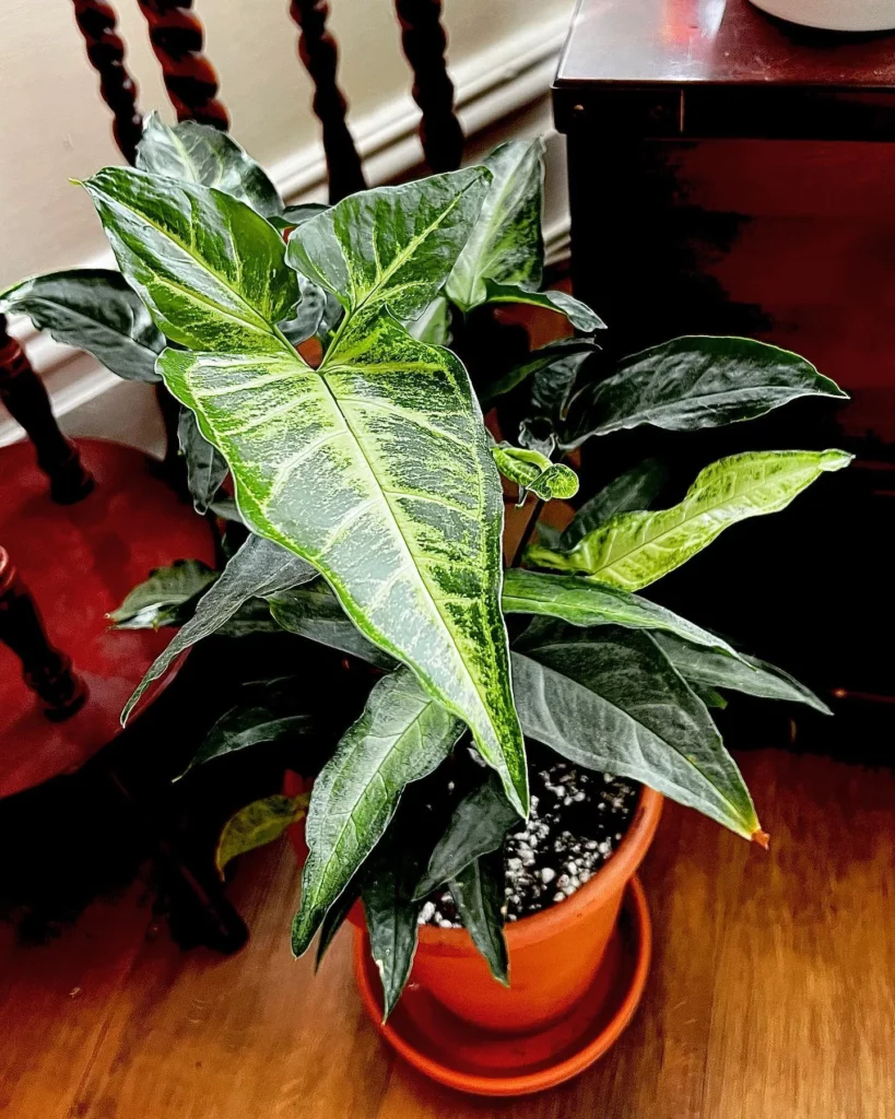 Syngonium Angustatum Maintenance: Key Tips for Healthy Growth