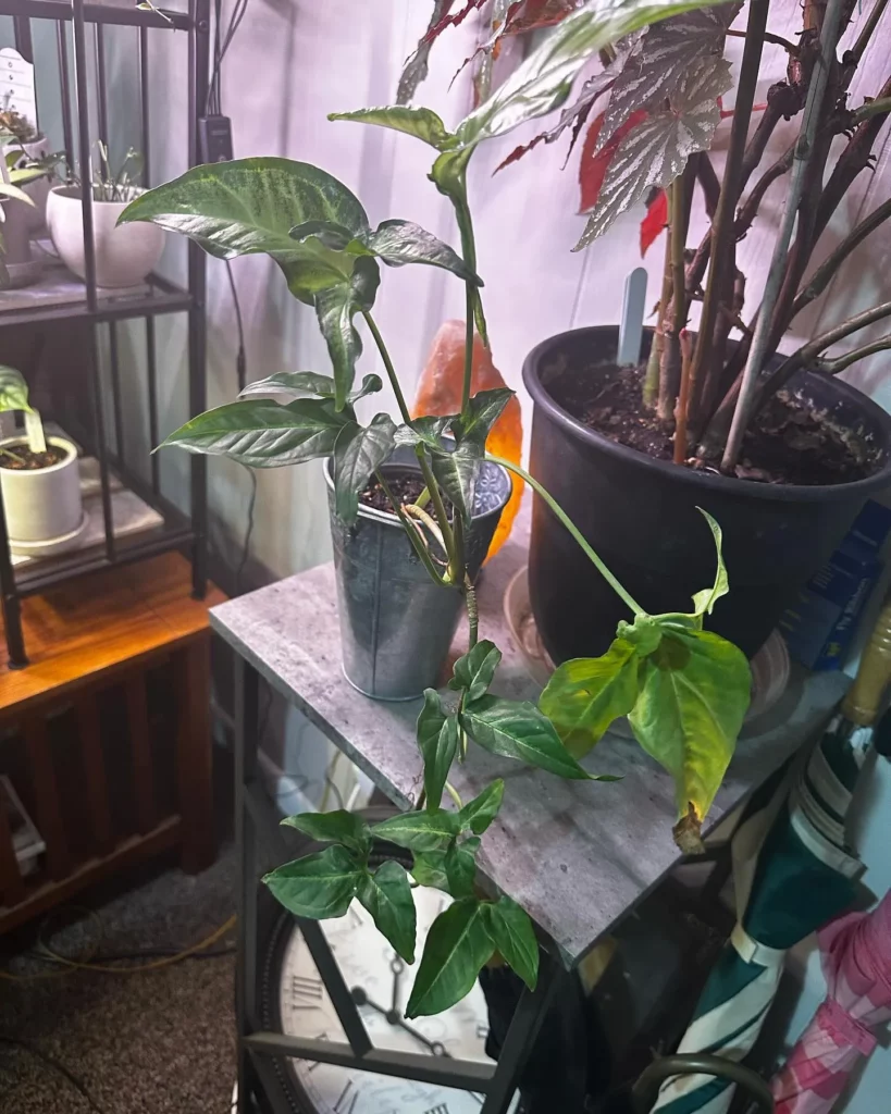 Syngonium Angustatum Maintenance: Key Tips for Healthy Growth