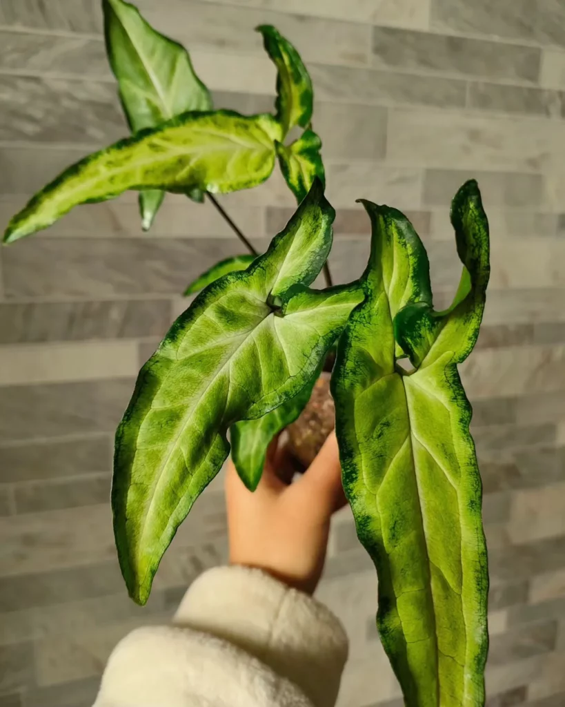 Syngonium Angustatum Maintenance: Key Tips for Healthy Growth