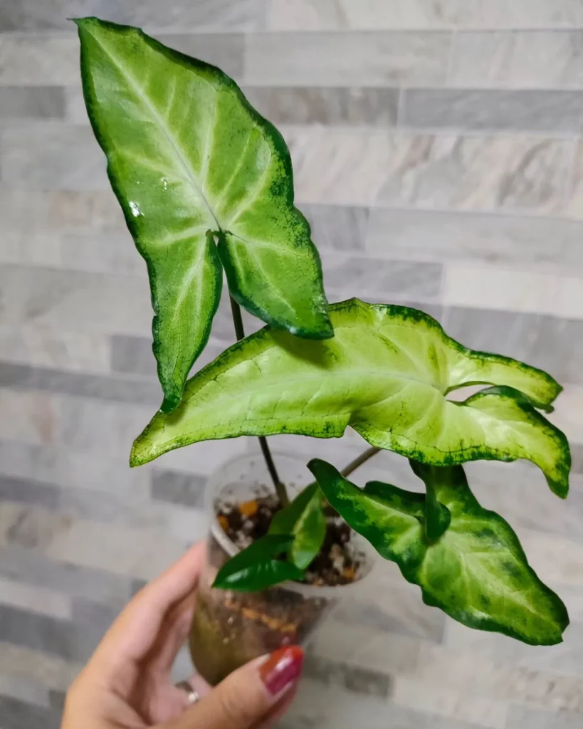Syngonium Angustatum Maintenance: Key Tips for Healthy Growth