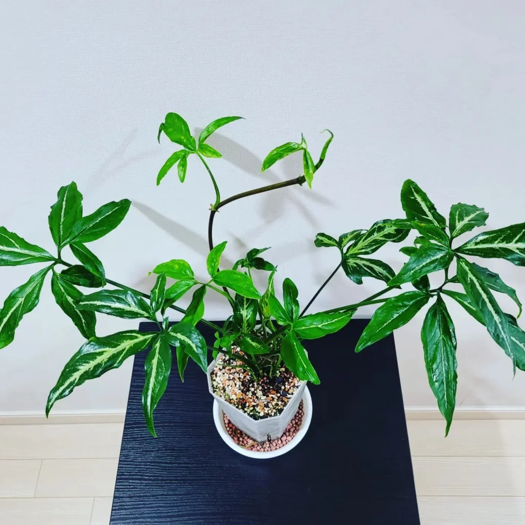 Syngonium Angustatum Maintenance: Key Tips for Healthy Growth