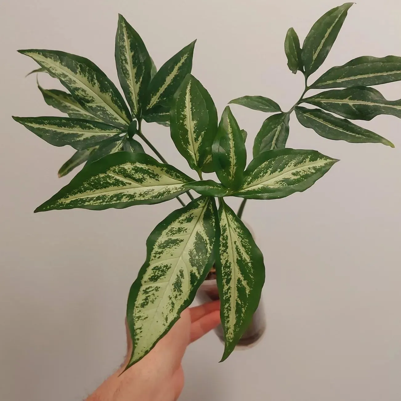 Syngonium Angustatum Maintenance: Key Tips for Healthy Growth