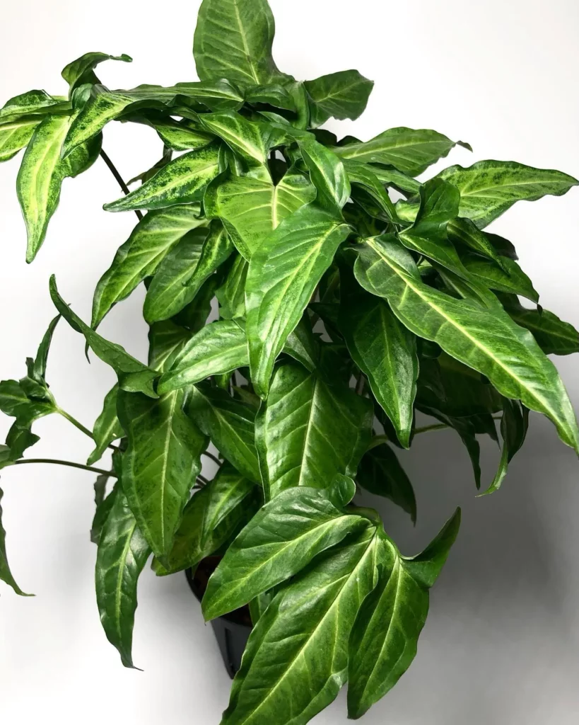 Syngonium Angustatum Maintenance: Key Tips for Healthy Growth