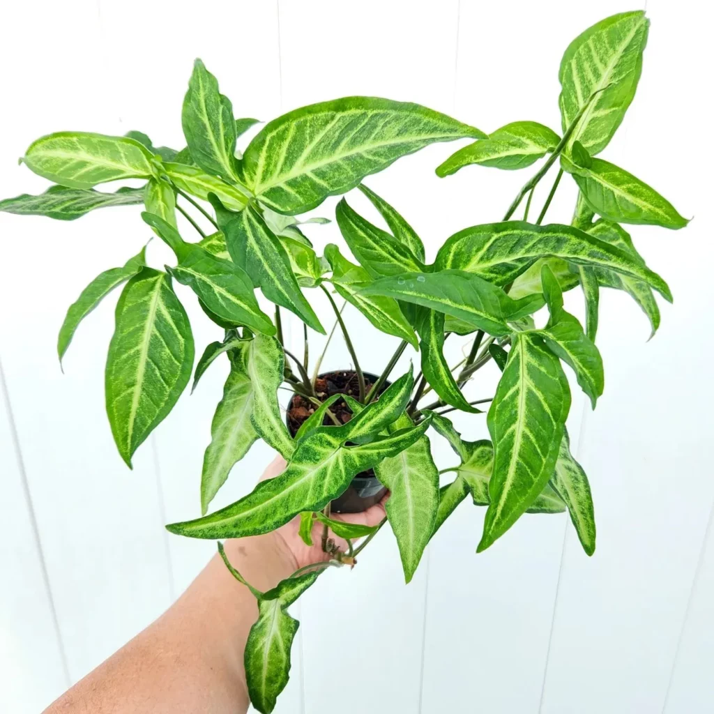 Syngonium Angustatum Maintenance: Key Tips for Healthy Growth