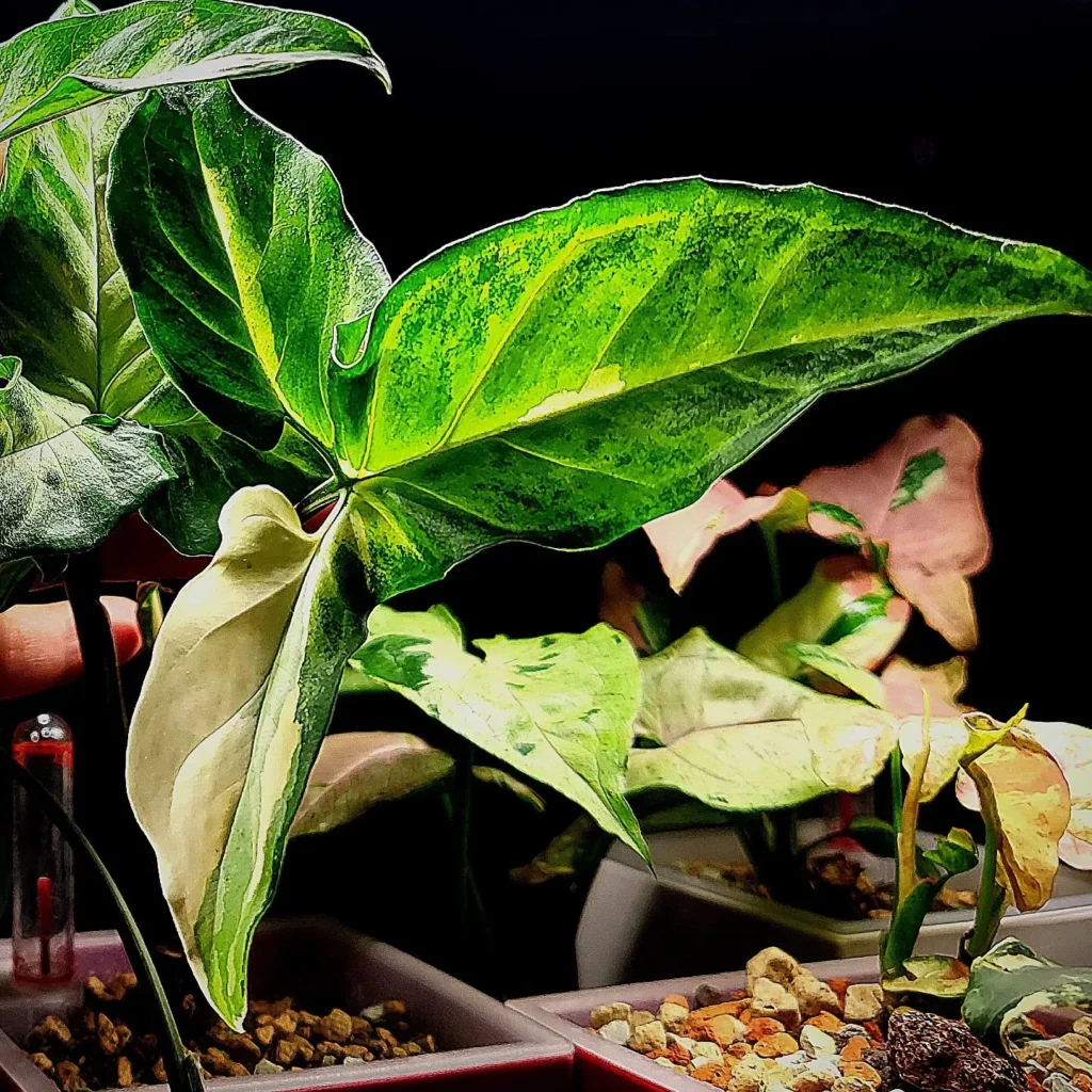 Syngonium Angustatum Maintenance: Key Tips for Healthy Growth