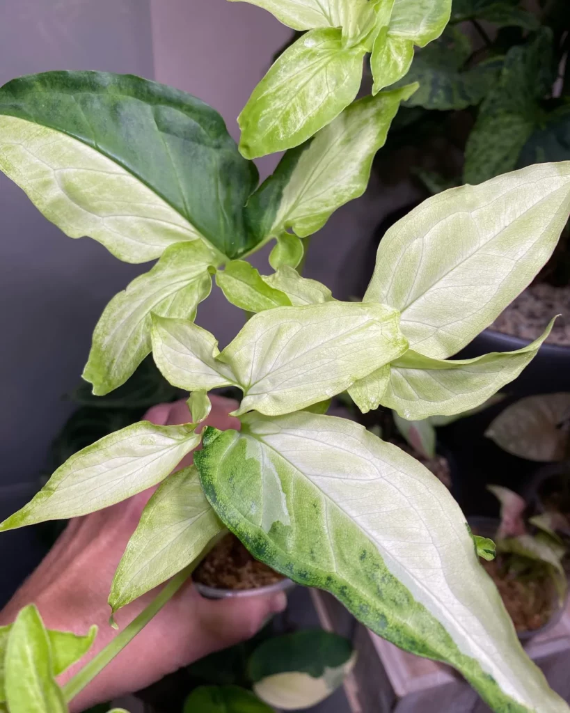Syngonium Angustatum Maintenance: Key Tips for Healthy Growth