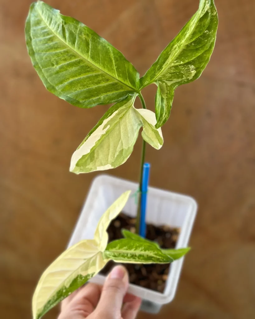 Syngonium Angustatum Maintenance: Key Tips for Healthy Growth