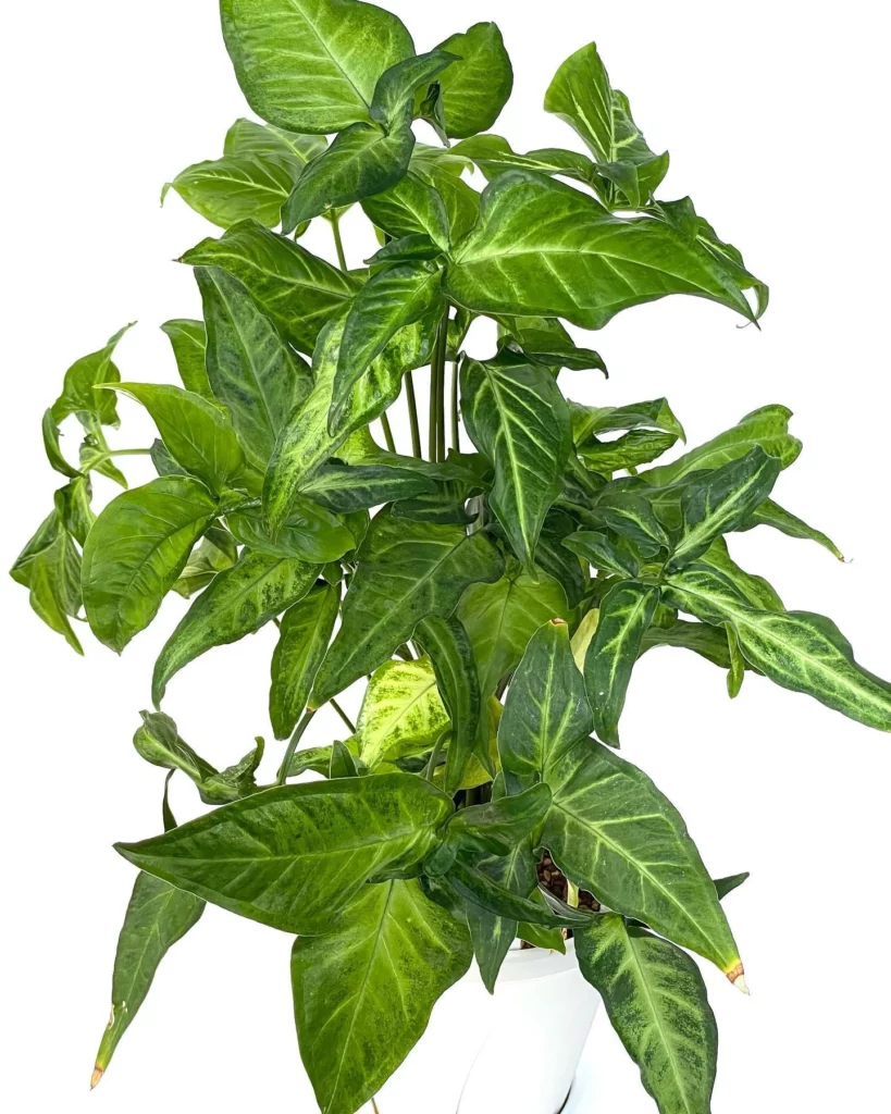 Syngonium Angustatum Maintenance: Key Tips for Healthy Growth