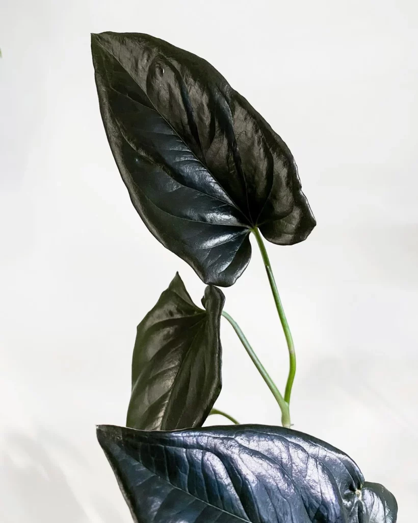 Syngonium Erythrophyllum Guide: Revealing Its Striking Elegance