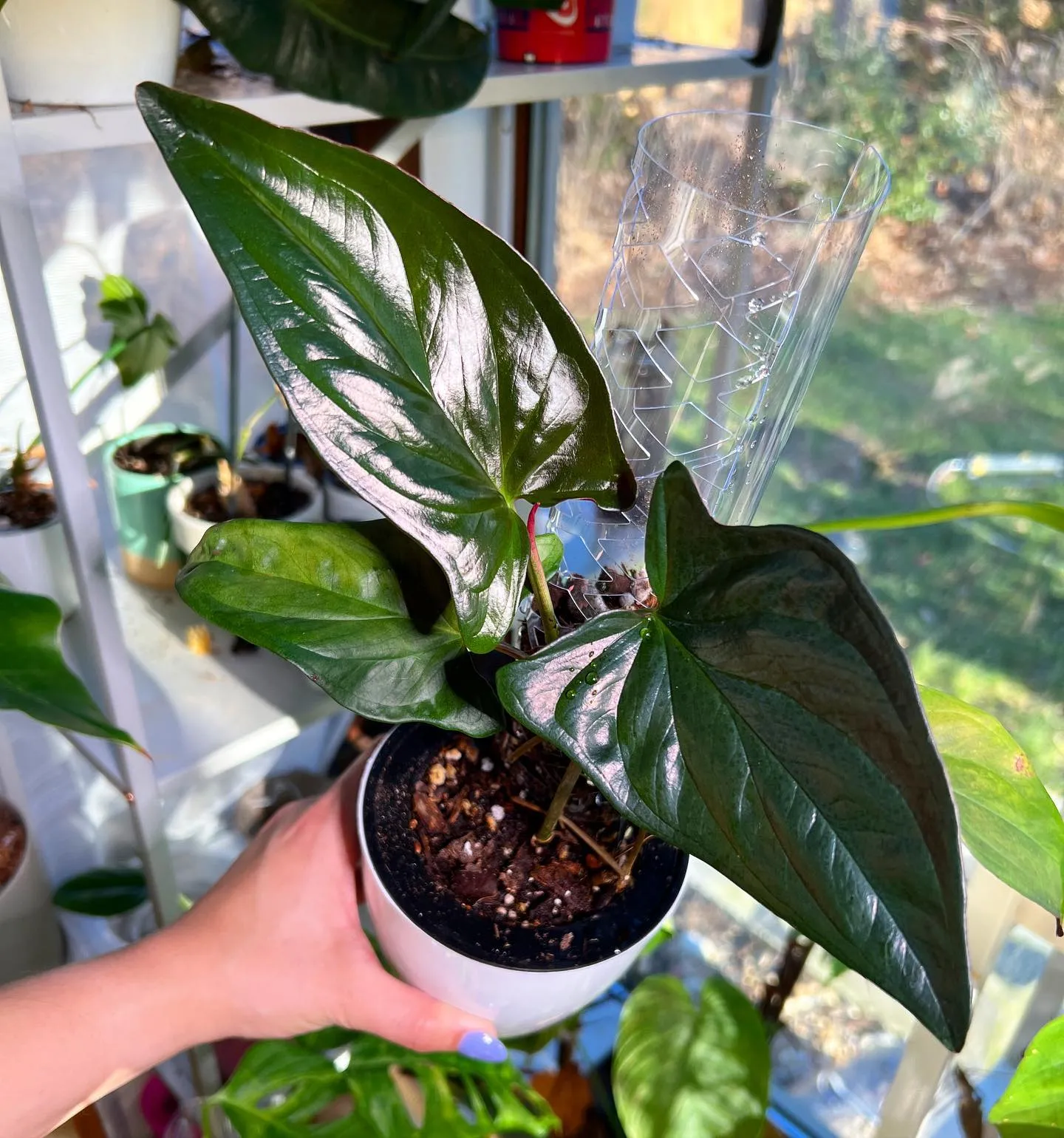 Syngonium Erythrophyllum Guide: Revealing Its Striking Elegance