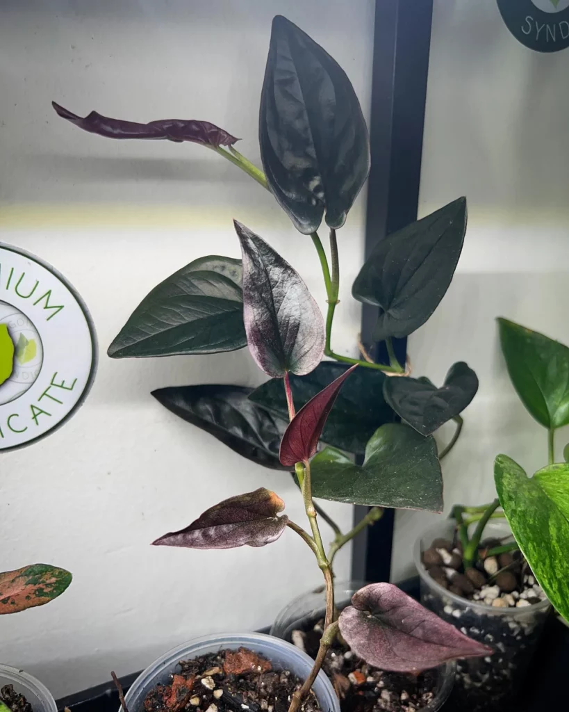 Syngonium Erythrophyllum Guide: Revealing Its Striking Elegance