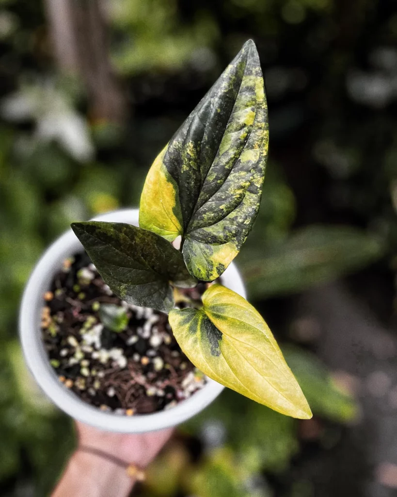 Syngonium Erythrophyllum Guide: Revealing Its Striking Elegance