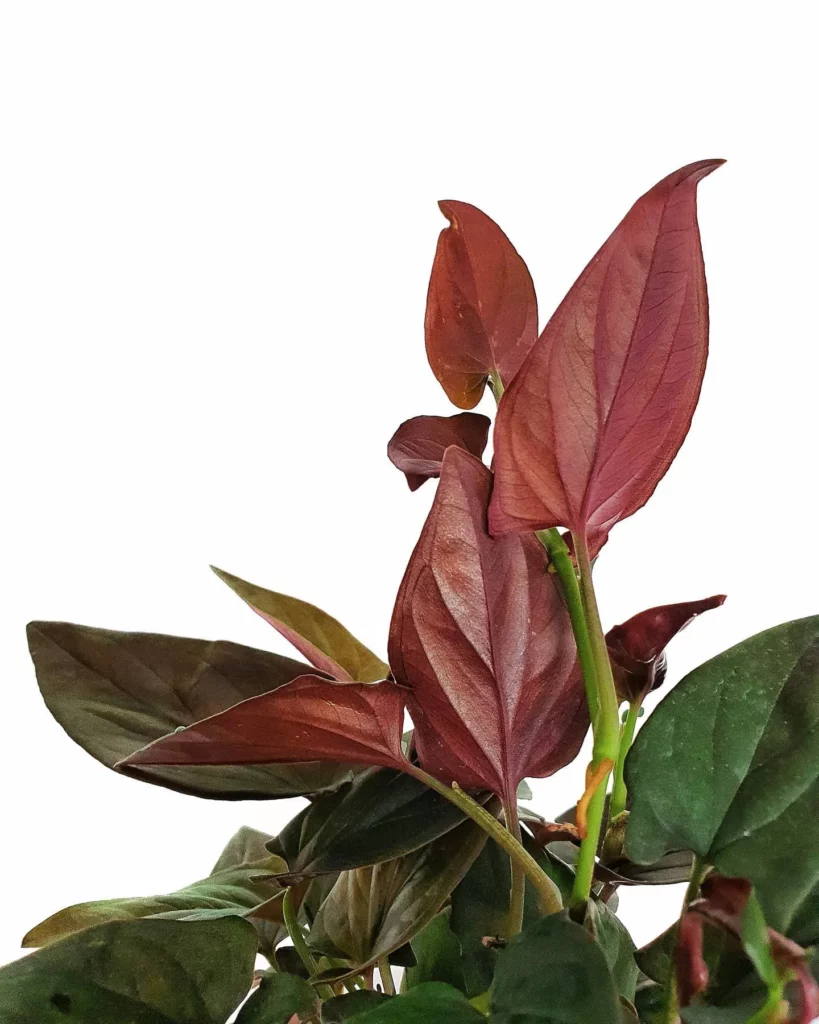 Syngonium Erythrophyllum Guide: Revealing Its Striking Elegance