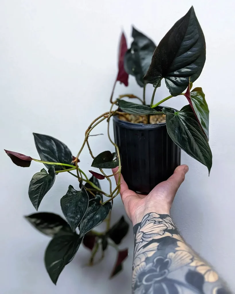 Syngonium Erythrophyllum Guide: Revealing Its Striking Elegance