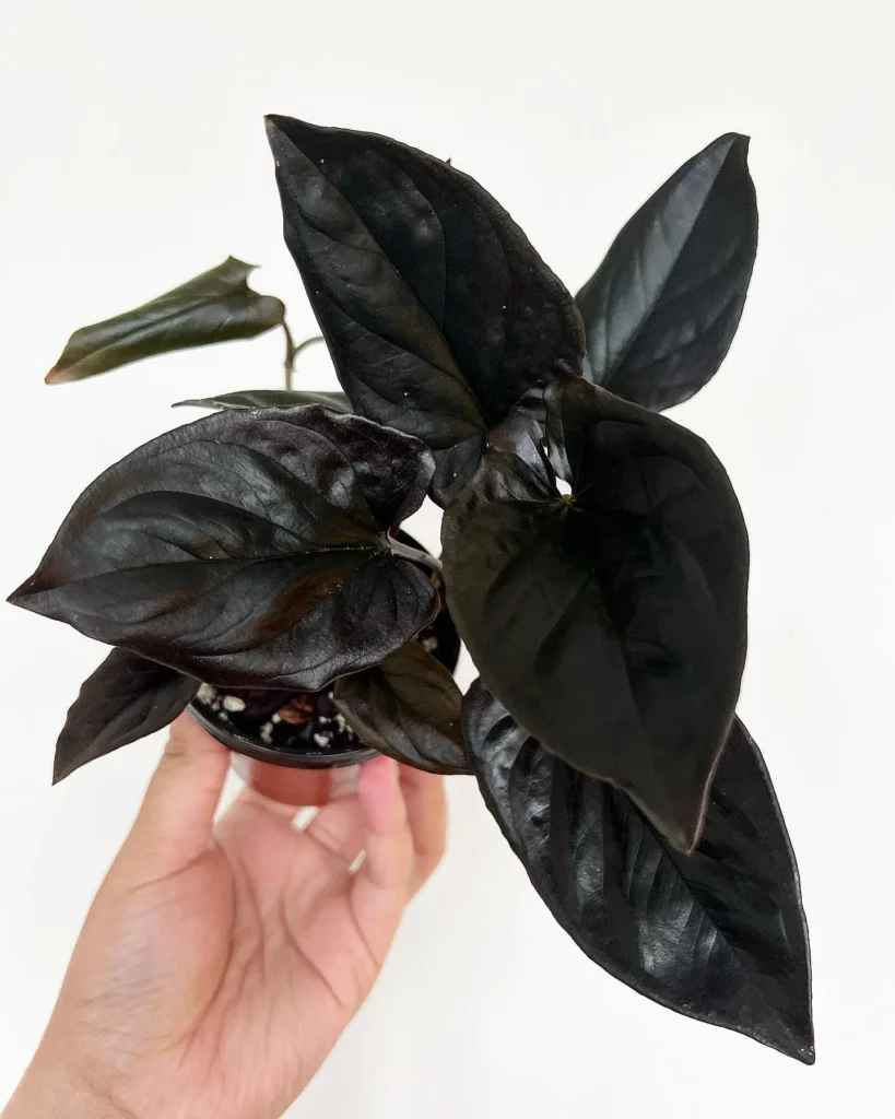 Syngonium Erythrophyllum Guide: Revealing Its Striking Elegance