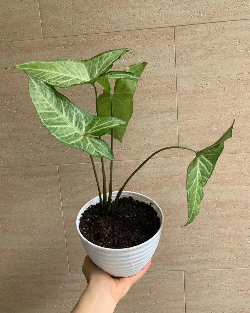 Shaping Syngonium: Expert Tips For Healthy, Attractive Plants
