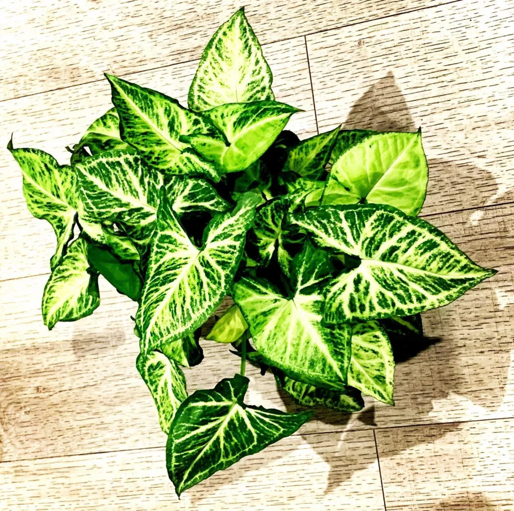 Shaping Syngonium: Expert Tips For Healthy, Attractive Plants