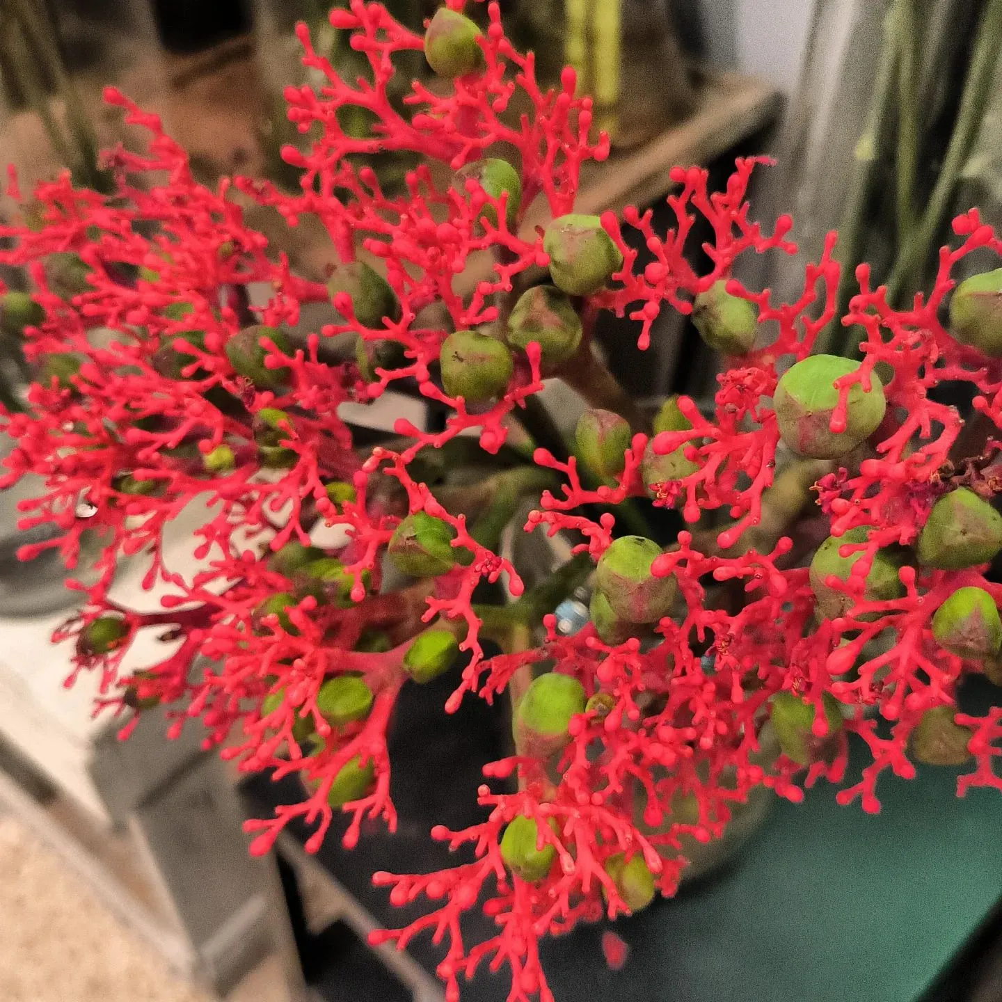 Caring for Your Coral Plant: Tips & Tricks