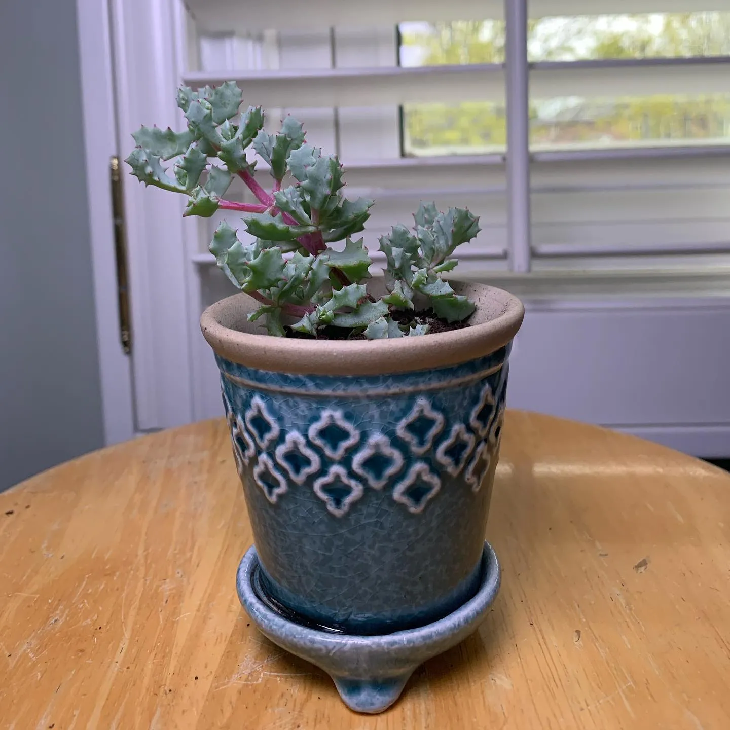 Grow Your Deltoid-leaved Dew Plant Successfully