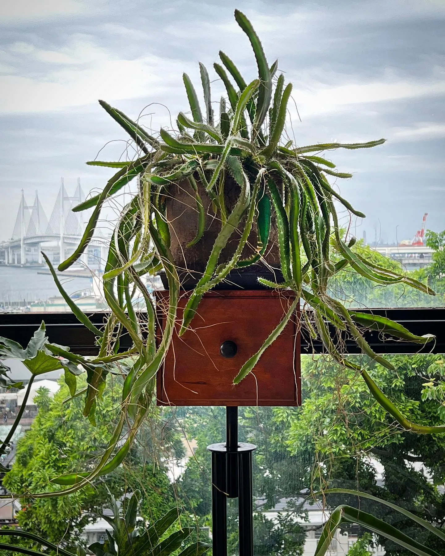 Growing Dragon Fruit: Care Tips