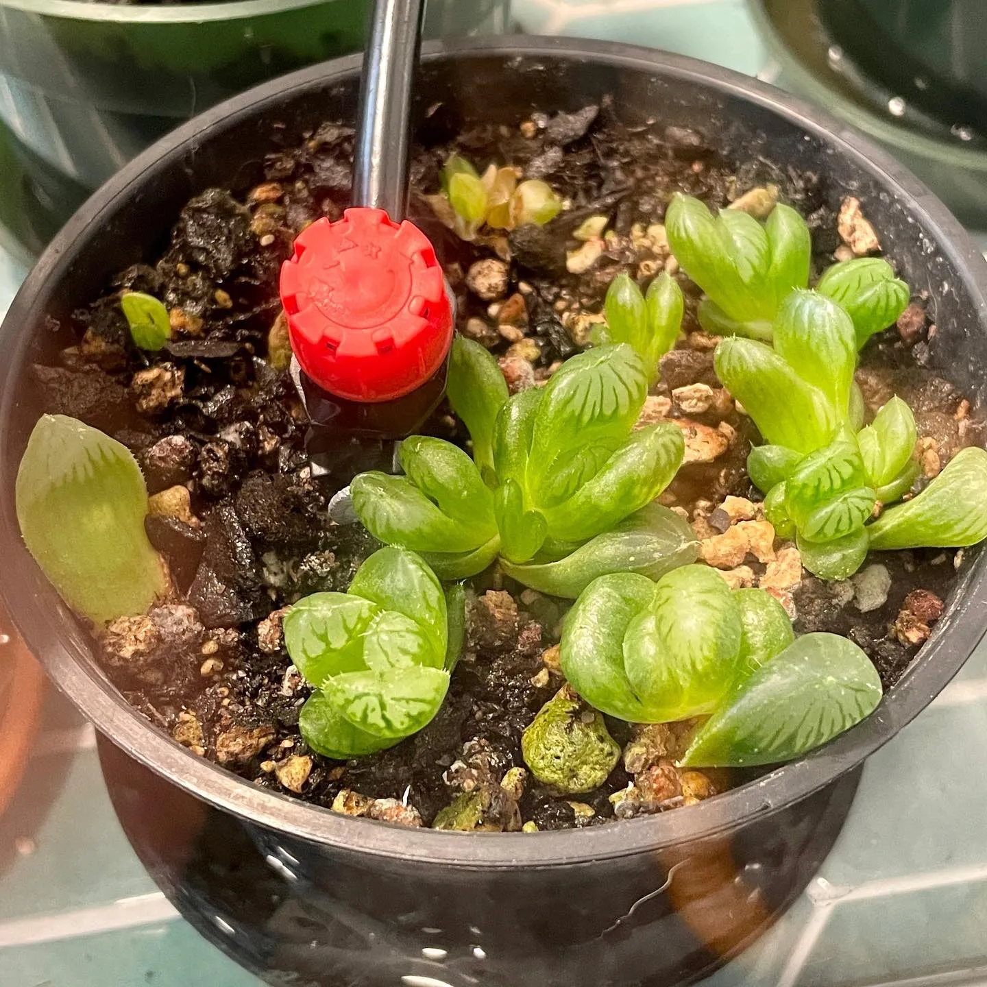 Discover Fairy Elephants Feet: Magical Garden Charm