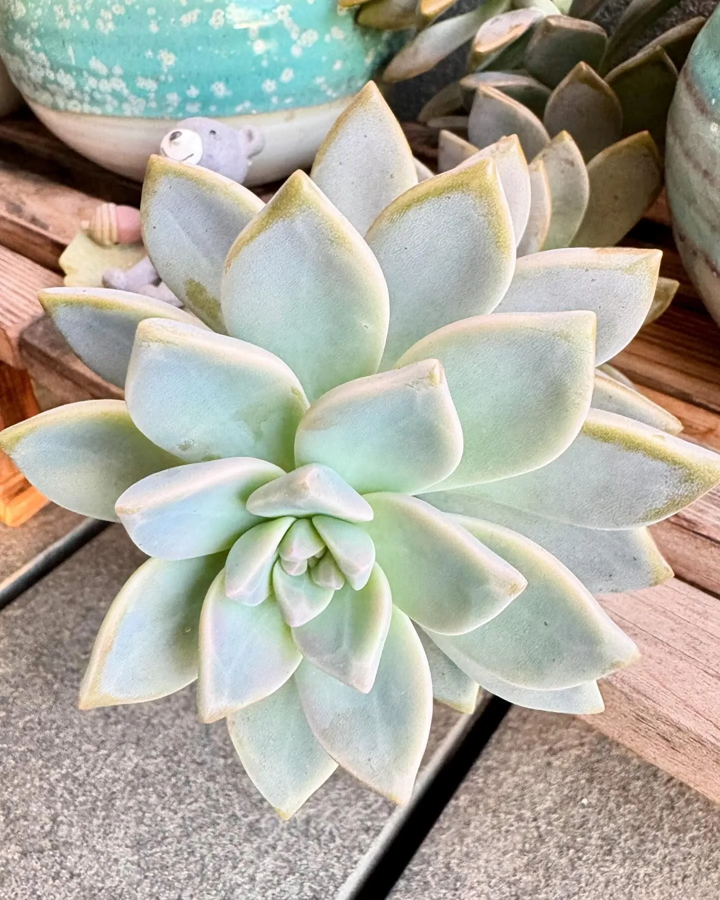 Caring for Your Ghost Plant - Easy Tips & Tricks