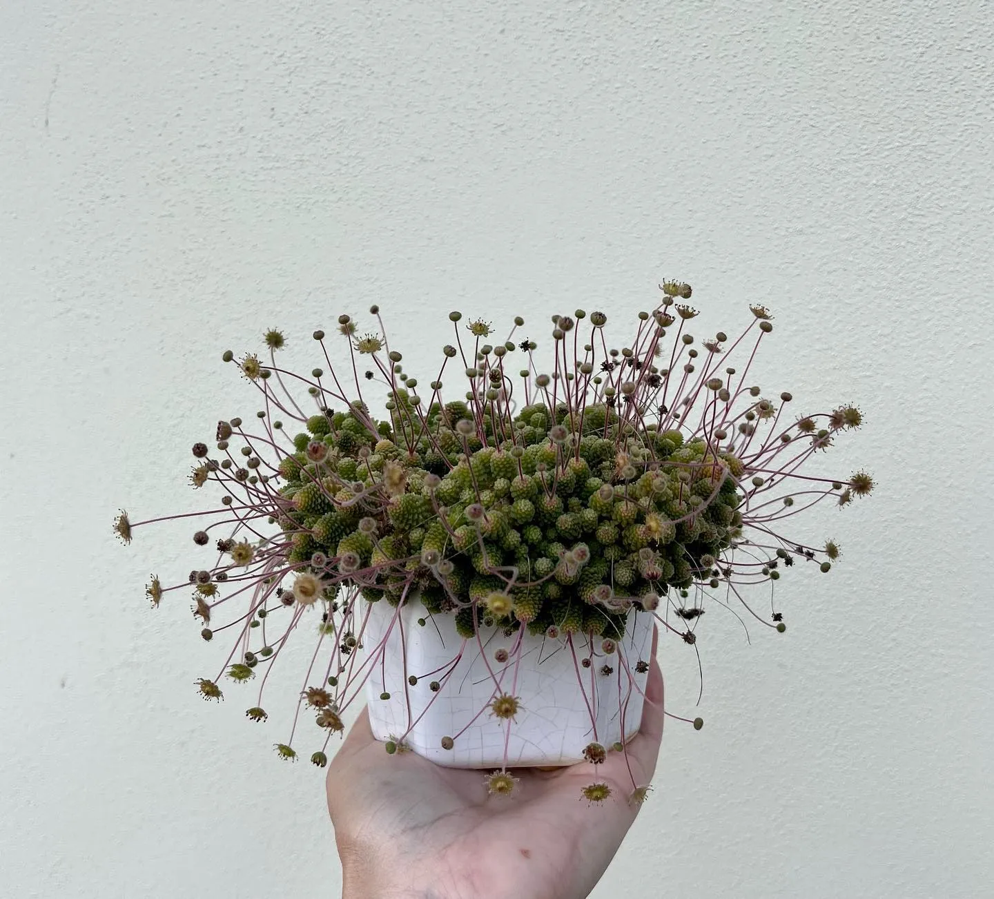 Growing Monanthes: Exquisite Succulent Care Tips