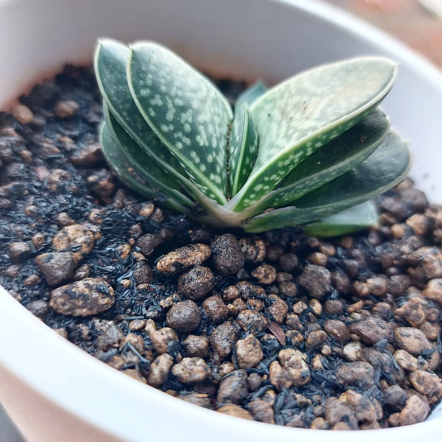 Growing Ox Tongue Plant Indoors