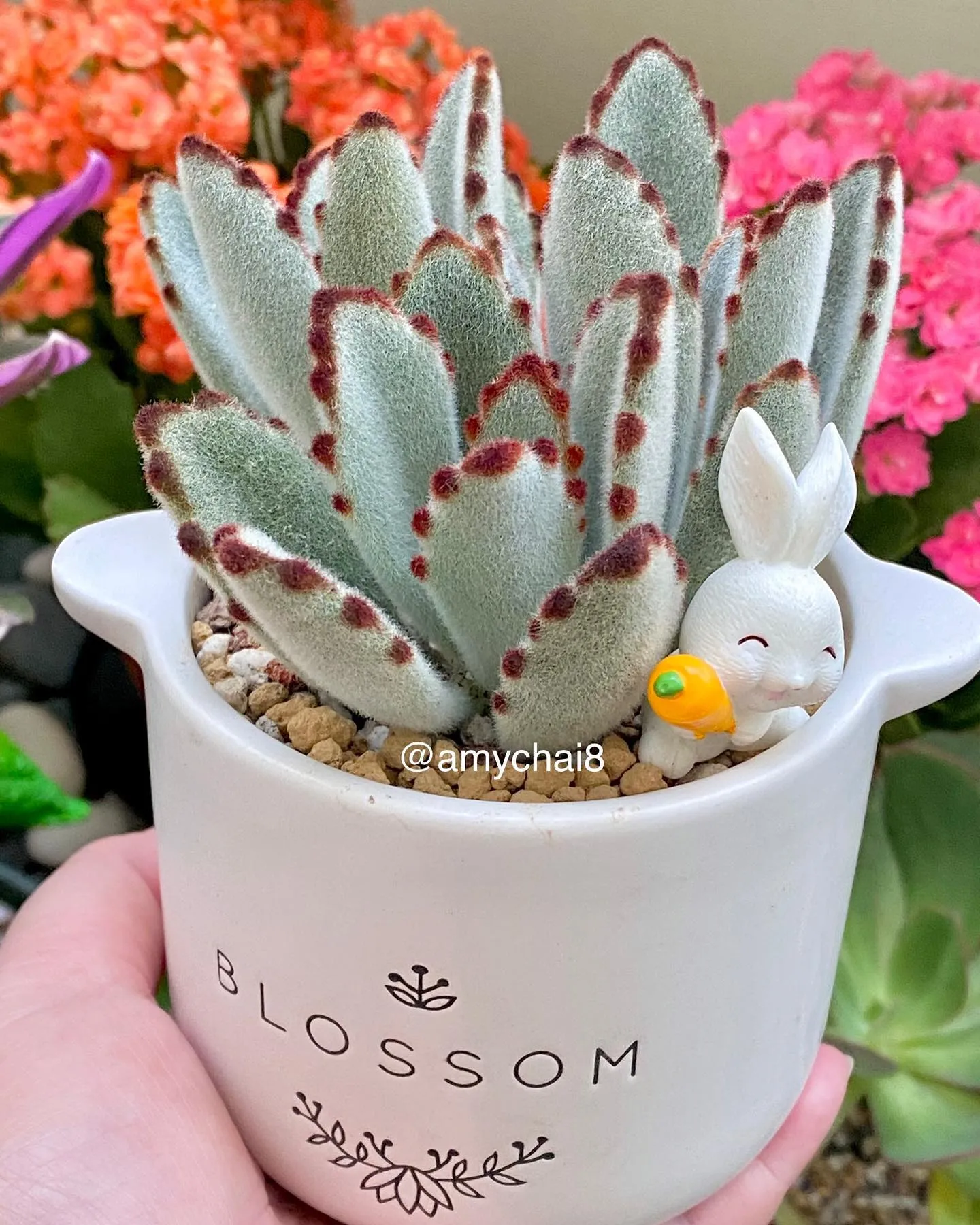 Caring for Your Panda Plant: Easy Tips & Tricks